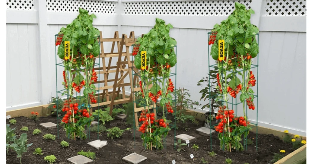Square Tomato Cages Reviews & Guide - VEVOR Blog