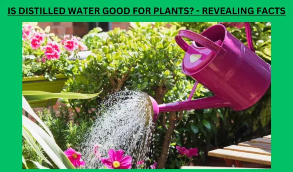 Is Distilled Water Good for Plants? - Pros, Cons, Effects - VEVOR Blog