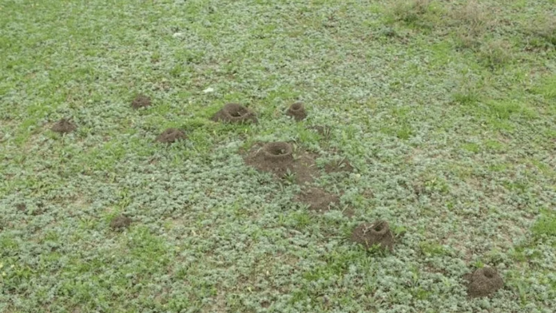 How to Get Rid of Moles in Your Garden — Easy & Safe Methods