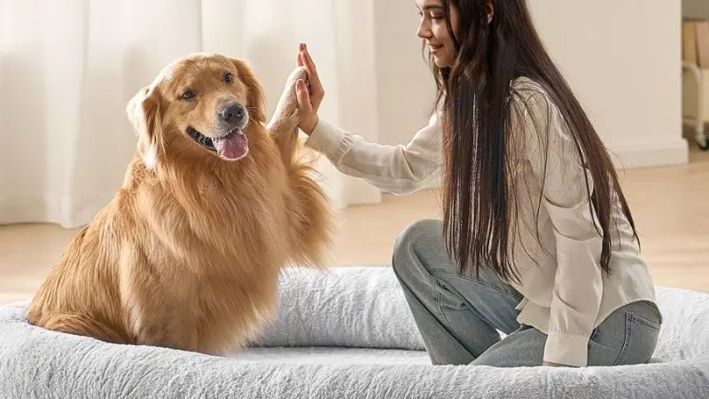 How to Keep Pets Off Furniture in 2025: Easy Training Tips