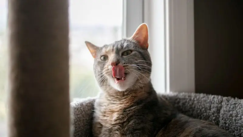 How to Keep a Cat Indoors: Stress-Free Tips That Work