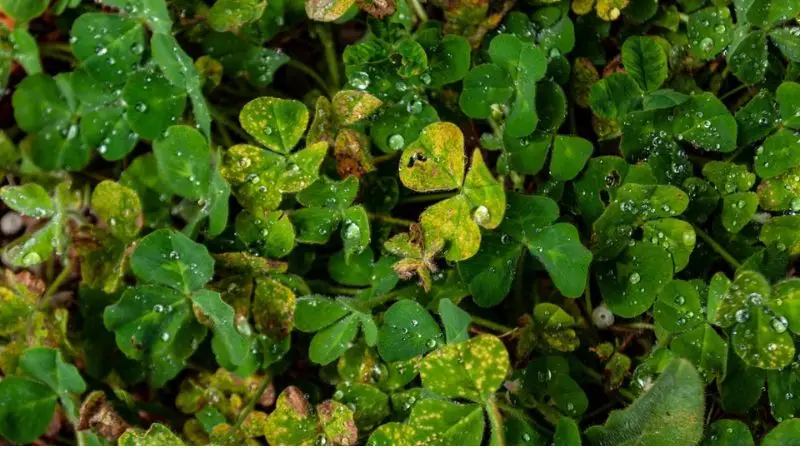 Kuinka päästä eroon apilasta nurmikolla – täydellinen opas