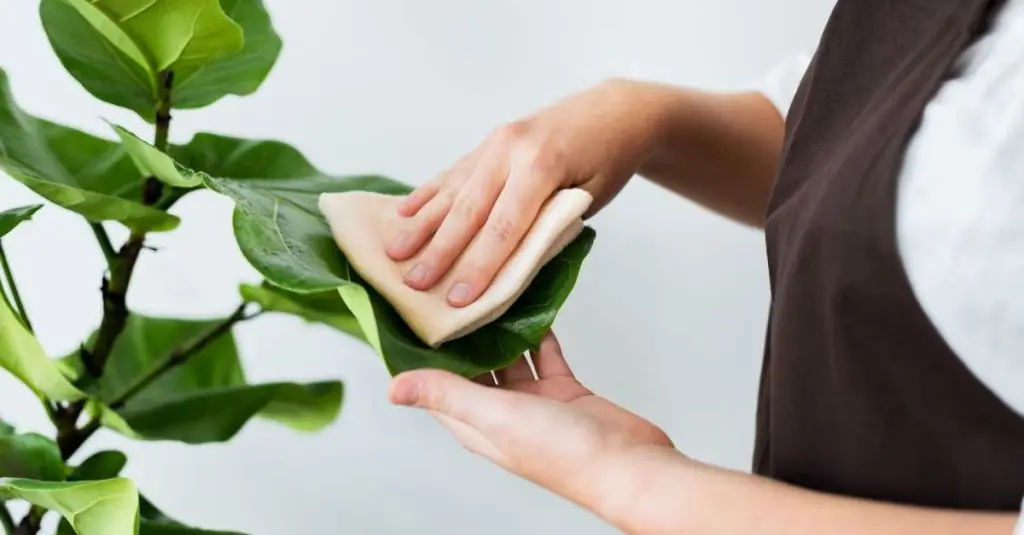 How to Clean Fiddle Leaf Fig Leaves – Complete Guide