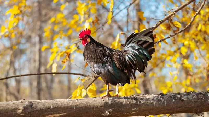 Chicken Protection from Hawks: Proven Ways That Work