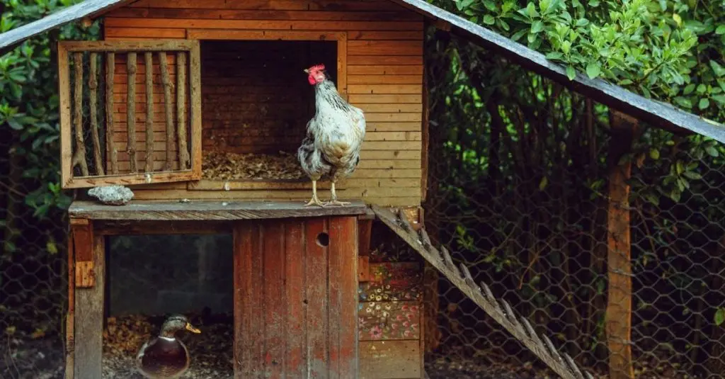 How to Build a Chicken House Step by Step | DIY Coop Ideas