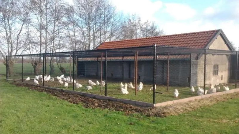 How to Start a Chicken Coop – Setup, Care & Essentials Guide