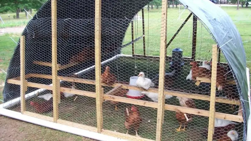 How to Start a Chicken Coop – Setup, Care & Essentials Guide