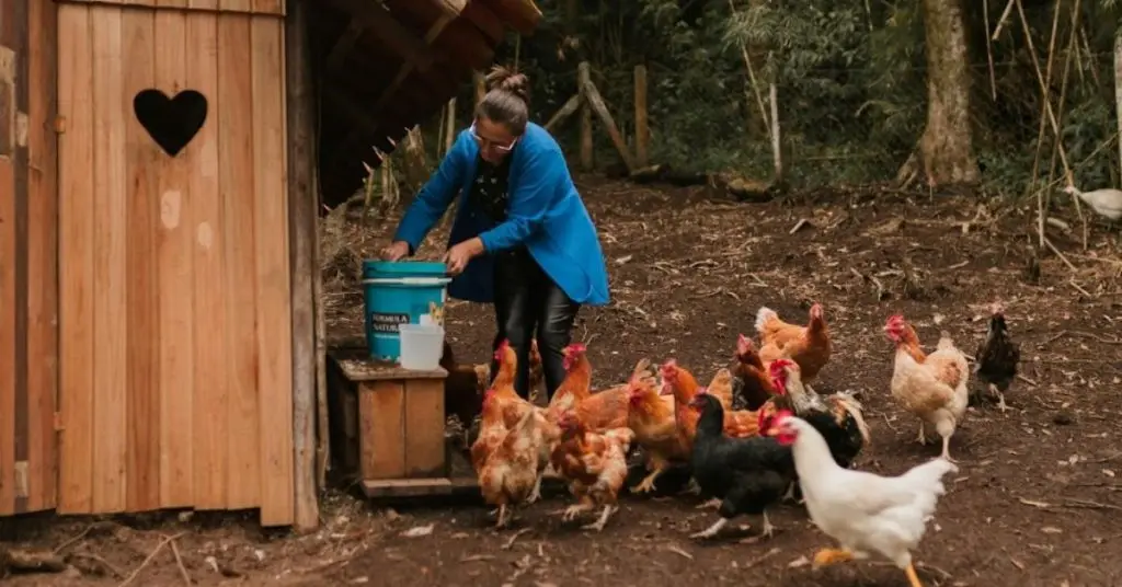 A Complete Guide on How to Build a Chicken Coop