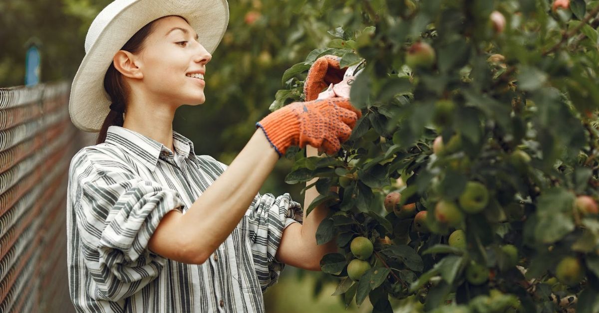 Top Essential Tools for Pruning Apple Trees at Home 2026