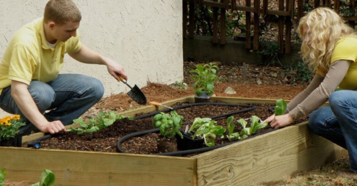 Easy Step-by-Step Guide on Building Raised Garden Beds