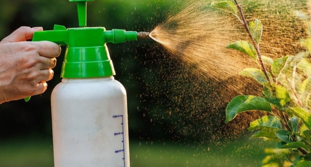 Garden Insect Spray Explained – What to Use & When to Apply