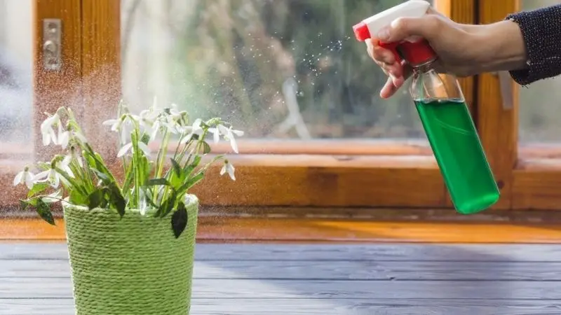 Garden Insect Spray Explained – What to Use & When to Apply