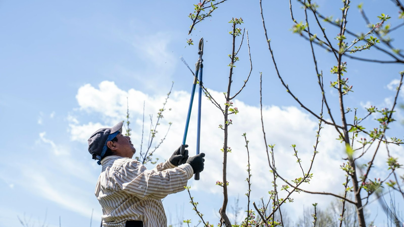 How to Trim Tree Safely and Correctly