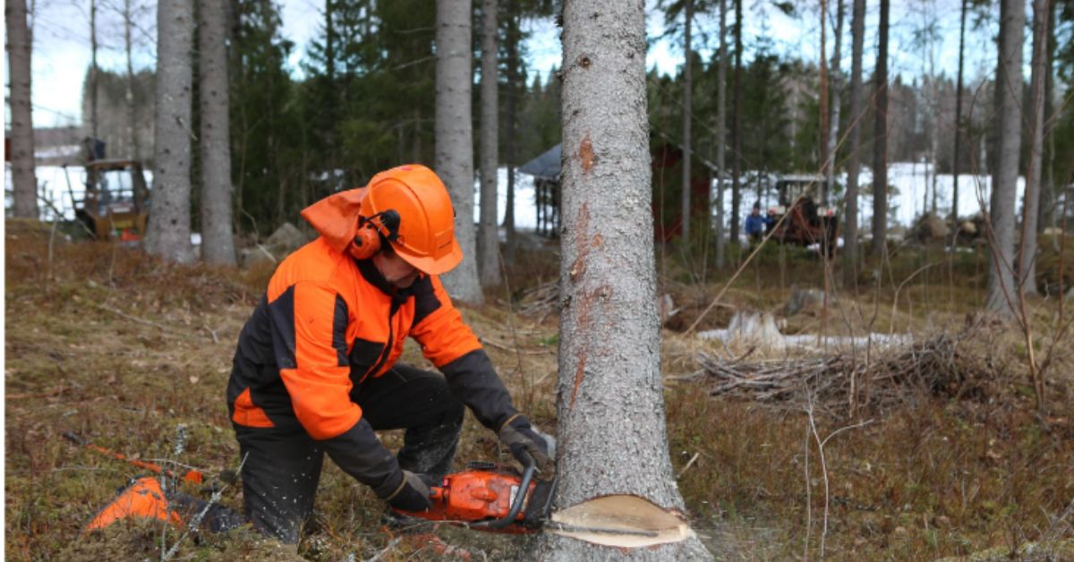 How to Trim a Tree That Is Too Tall? | Tree Trimming Guide