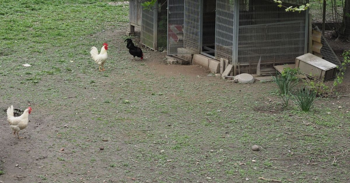 Chicken Coop Security Guide to Keep the Predators Away