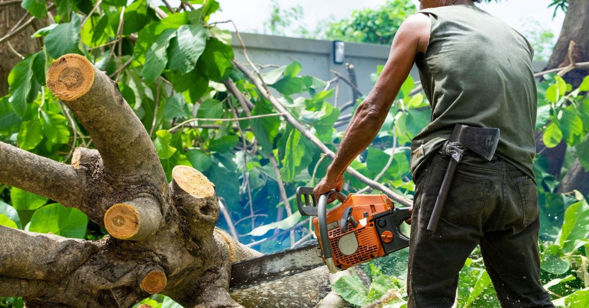 Garden Reshaping Using Gas Chainsaw Guide for Beginners