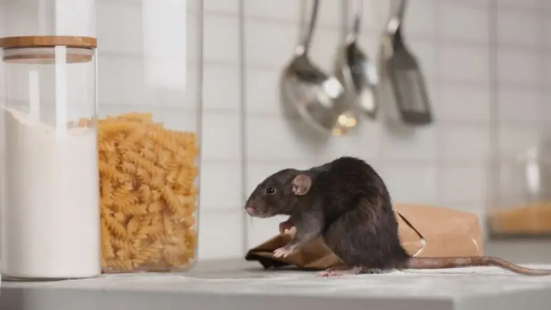 A Guide on How to Keep Mice Out of Your Barbecue Grill