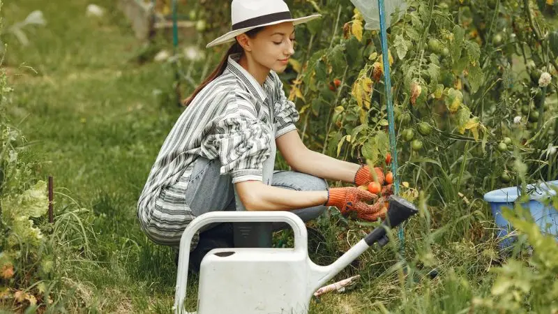Battery-Powered Garden Sprayer — Safety Tips for Lawn Care