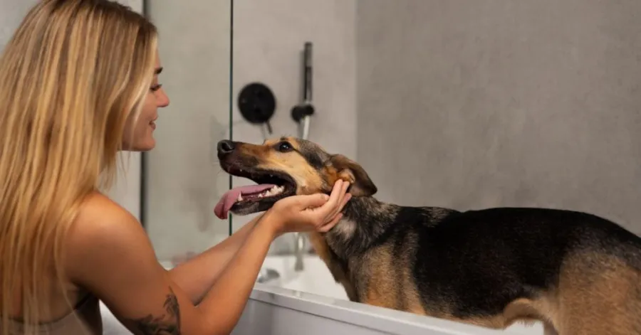 Best Large Dog Bath Tub for Home – Top Grooming Guide