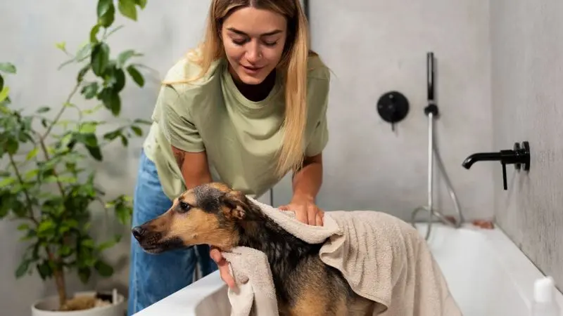 Best Large Dog Bath Tub for Home – Top Grooming Guide