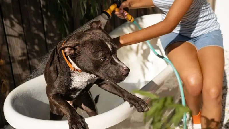 Best Large Dog Bath Tub for Home – Top Grooming Guide
