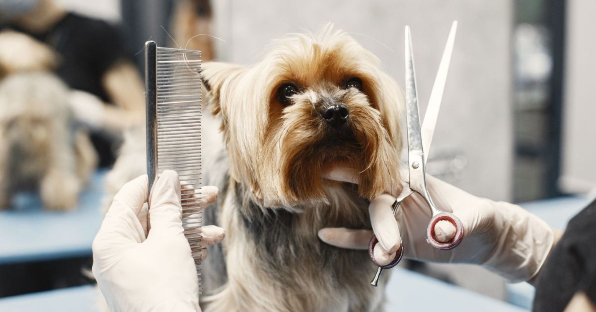 Dog Grooming Tips for a Healthy Coat & Easy Care Guide