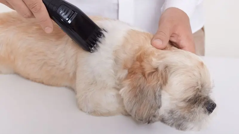 Dog Grooming Tips for a Healthy Coat & Easy Care Guide